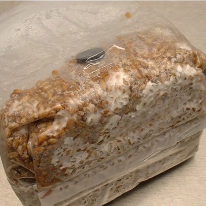 MycoFarm