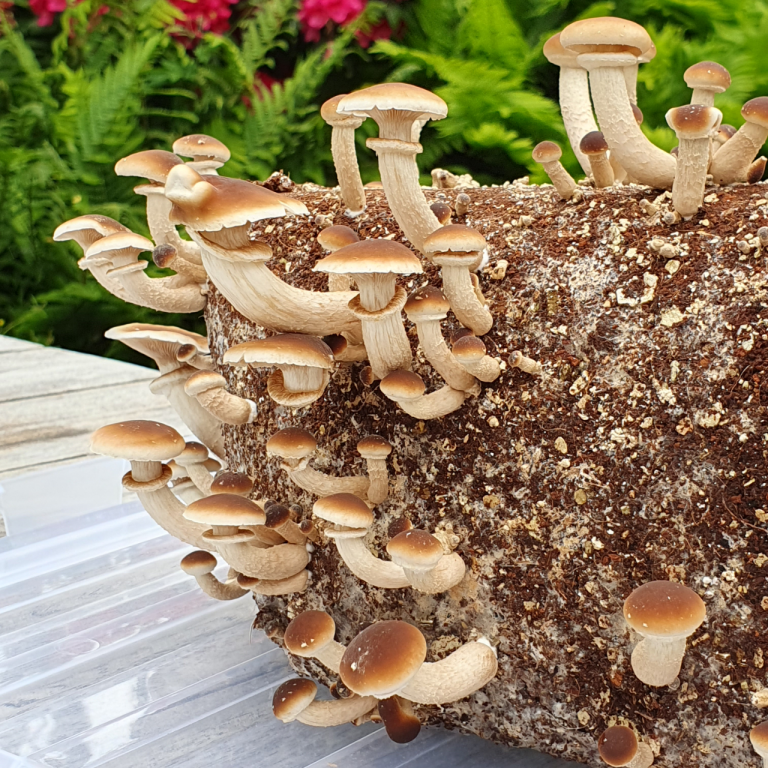 Cyclocybe aegerita (Pioppino) Liquid Culture Spawn